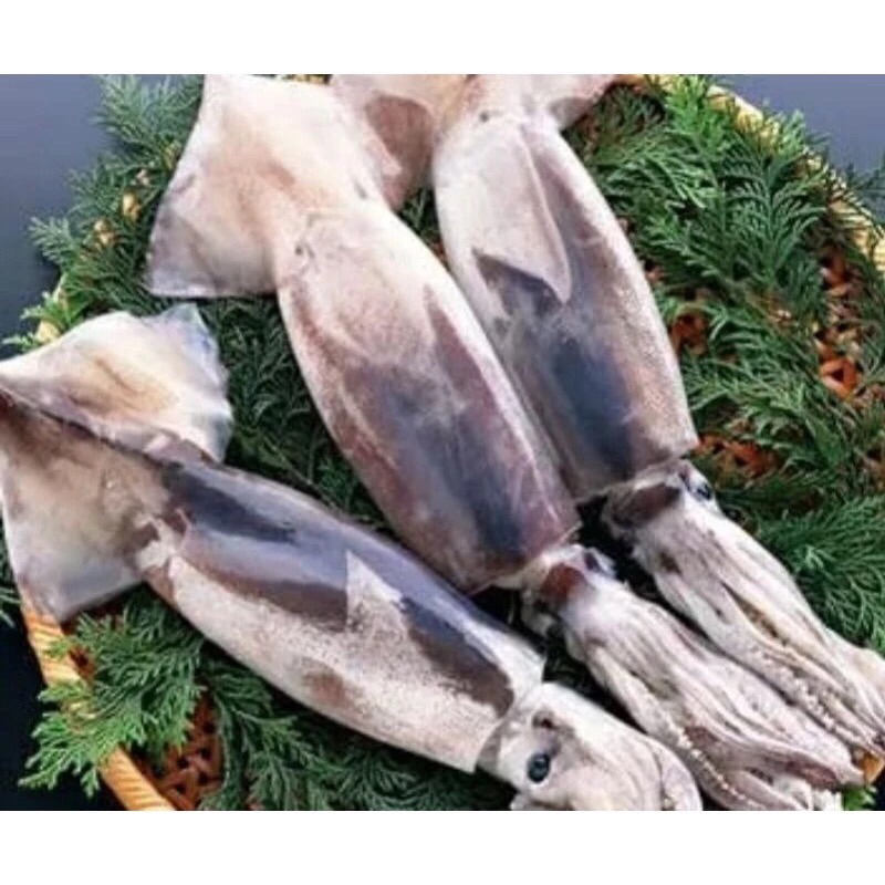 Jual Cumi Tube Segar Harian / Cumi Seafood Fresh Frozen 1Kg BERGARANSI ...