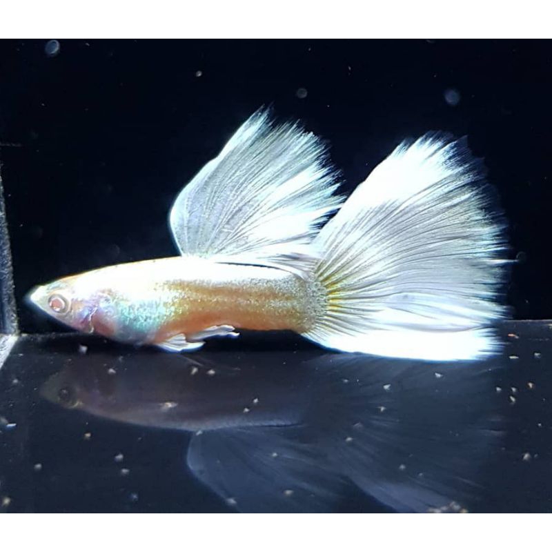 Jual GUPPY ALBINO FULL PLATINUM PASANGAN | Shopee Indonesia