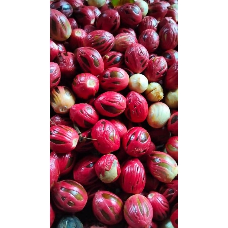 Jual sempara atau bunga pala atu puli 50 g | Shopee Indonesia