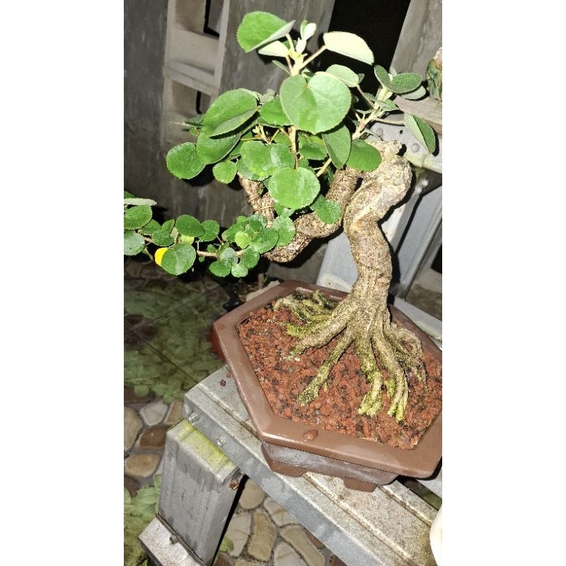 Jual Bonsai Waru Jepang | Shopee Indonesia