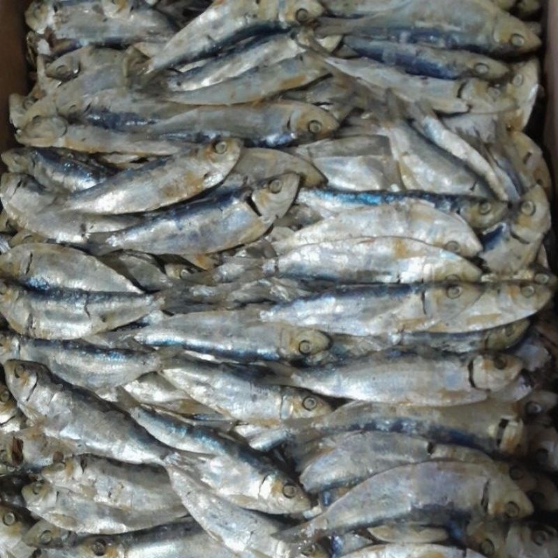 Jual Tanjan TBR Rebus | Shopee Indonesia