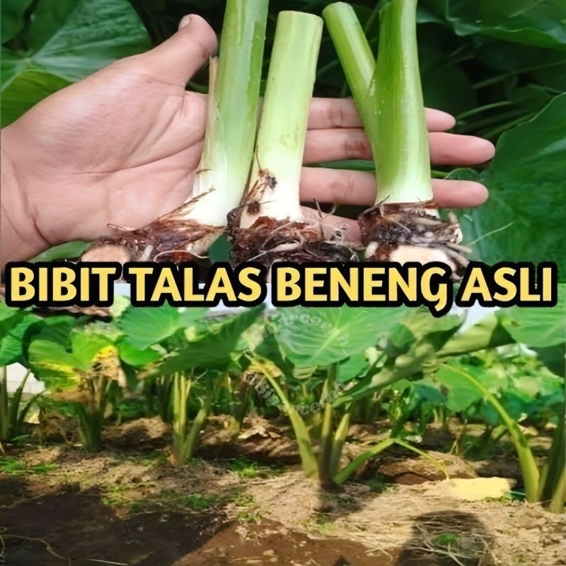 Jual Bibit talas beneng /bibit pohon talas beneng siap tanam | Shopee ...