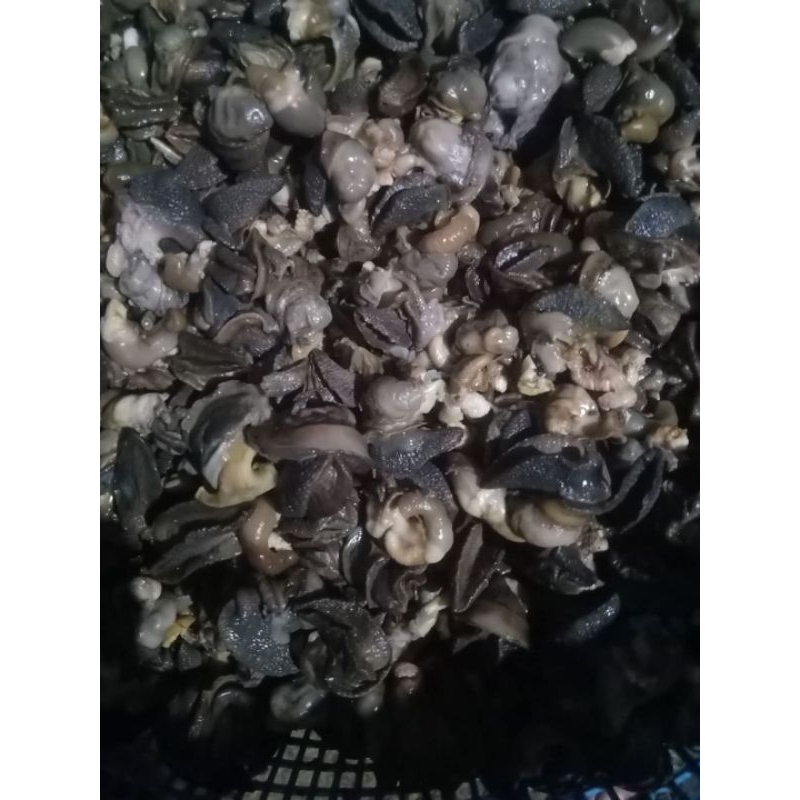 Jual daging bekicot segar/godokan/sudah siap masak empuk 1 kg | Shopee ...