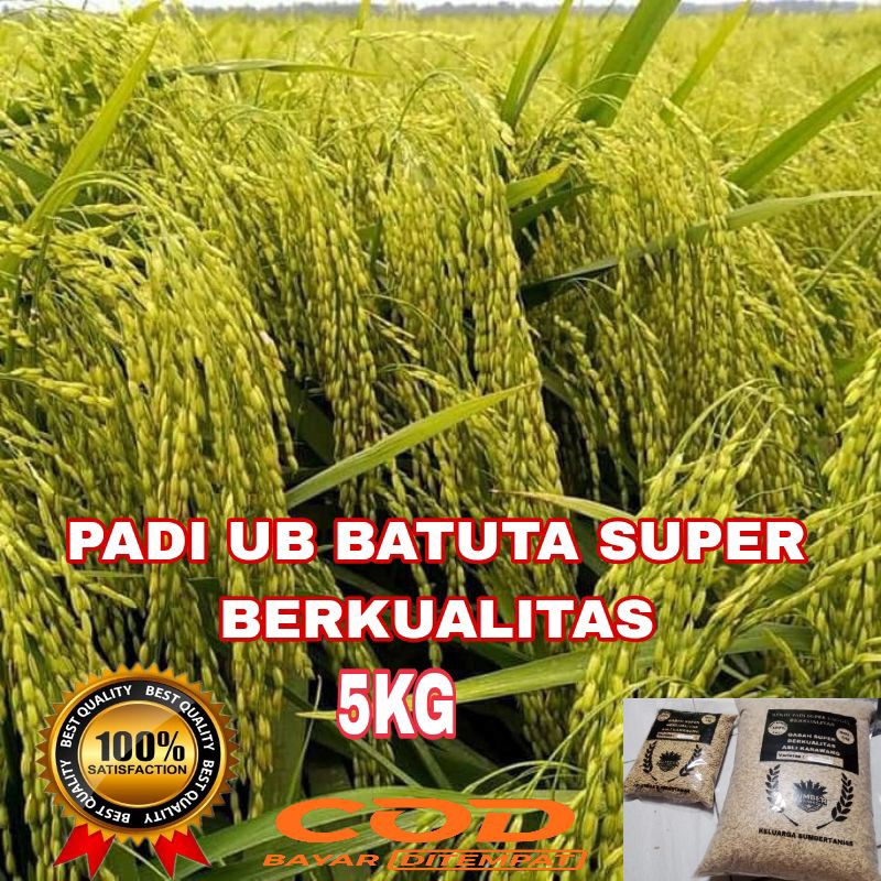 Jual Bibit/Benih padi UB 2 BATUTA SUPER UNGGUL BERKUALITAS kemasan (5KG ...