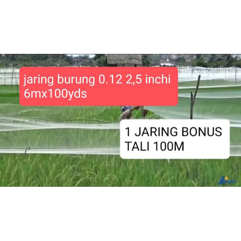 Jual Jaring burung sawah bonus tali 6mx100yds jaring padi jaring burung Pipit sawah | Shopee ...