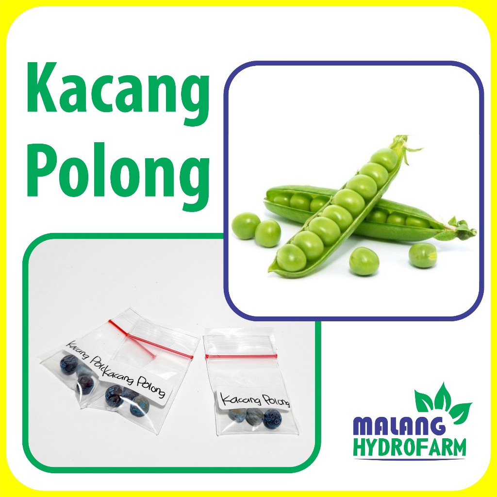 Jual Benih Kacang Polong Unggulan berkualitas biji bibit hydroponik ...