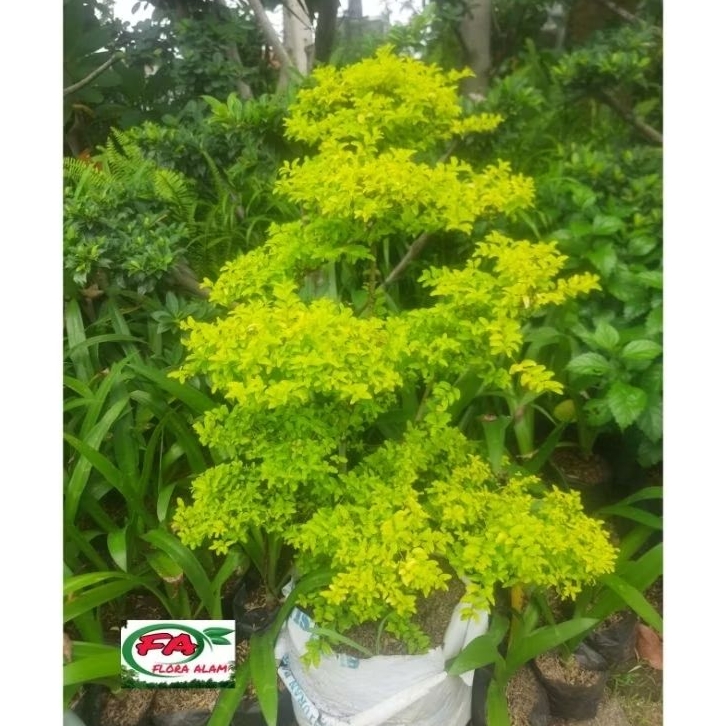 Jual Tanaman Bonsai Legistrum Golden | Shopee Indonesia