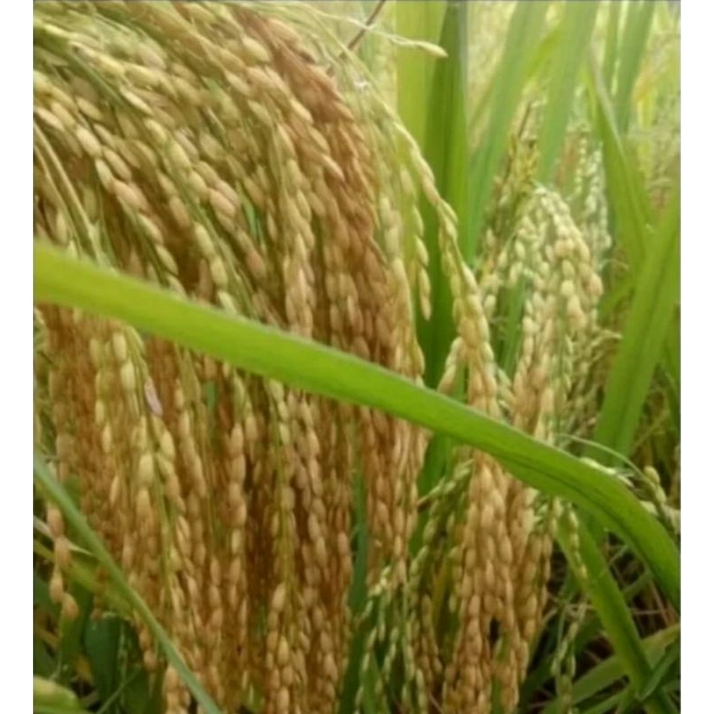 Jual BENIH PADI INPAGO 13 KEMASAN 5KG | Shopee Indonesia