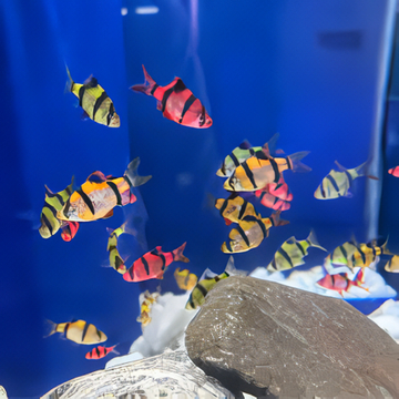 Jual Ikan glofish Tiger Barb, ikan hias warna warni, ikan aquascape ...