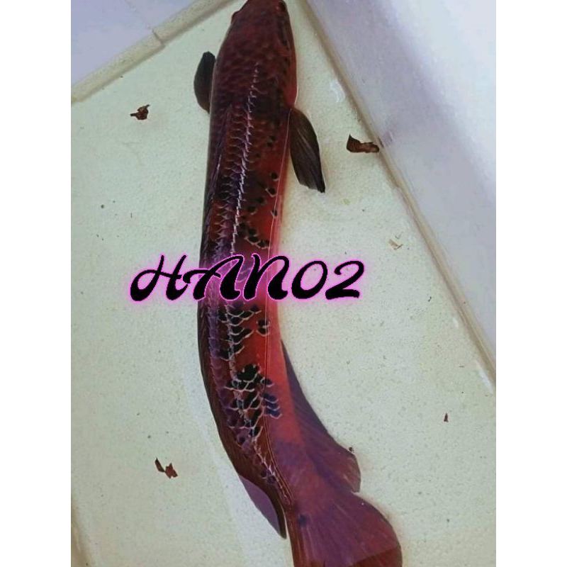 Jual EXTRA vitamin RED MARU 11-14cm simet | Shopee Indonesia