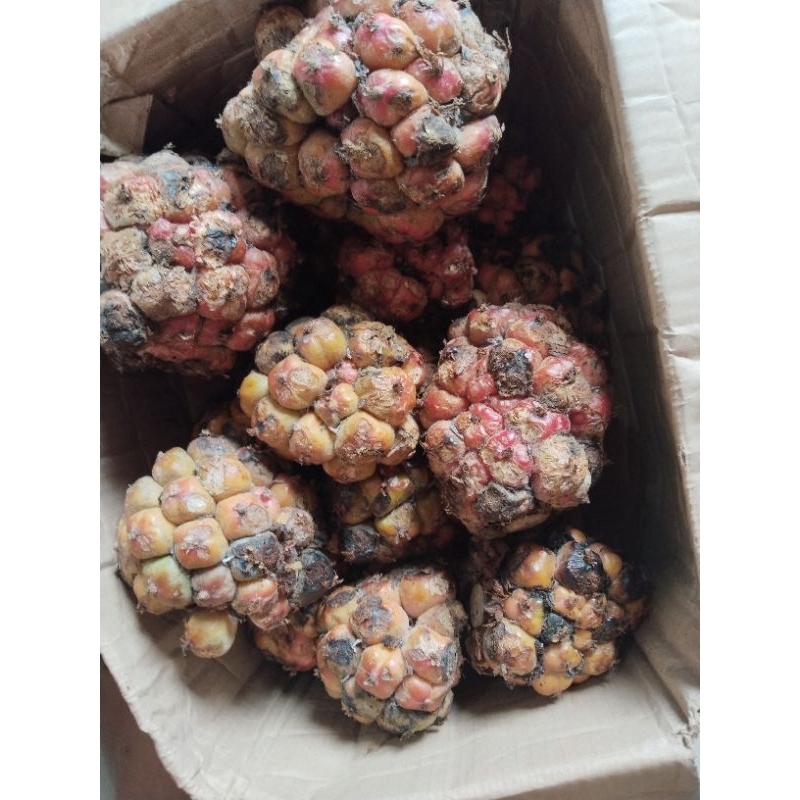 Jual Asom Siala (asam cikala) | Shopee Indonesia