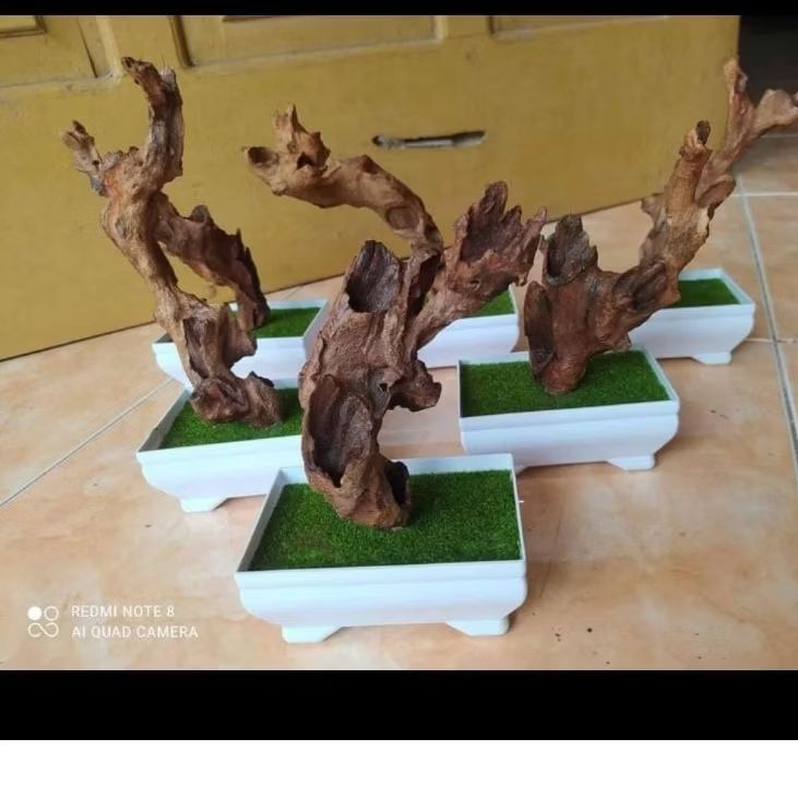 Jual kayu Display Tilandsia | Shopee Indonesia