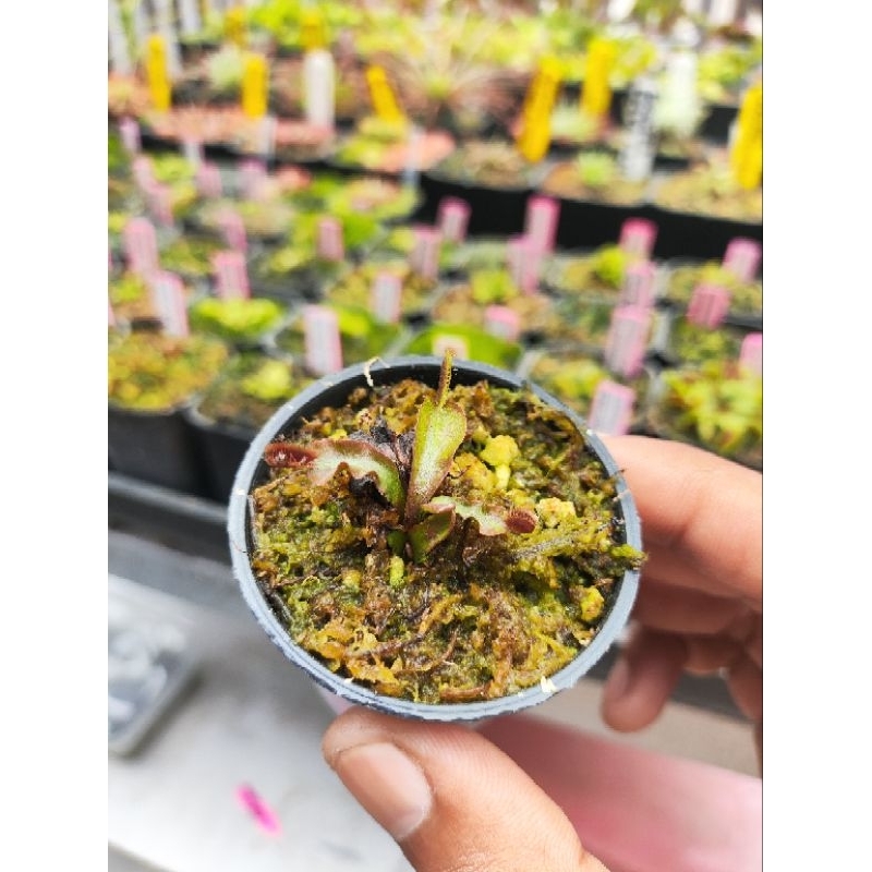 Jual Dionaea Muscipula Ruby Red/Venus flytrap | Shopee Indonesia