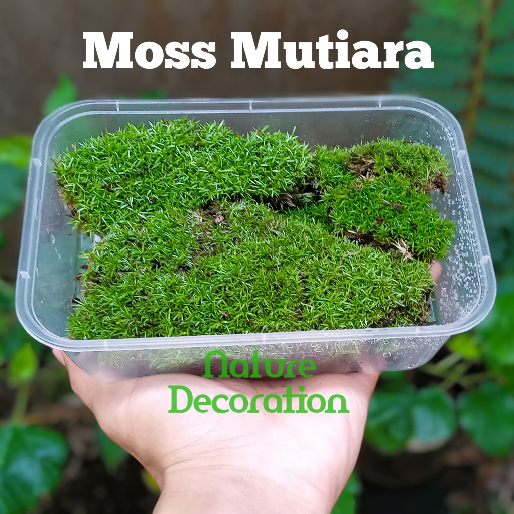 Jual Moss Mutiara Tanaman Terarium Paludarium Vivarium - Moss Darat ...