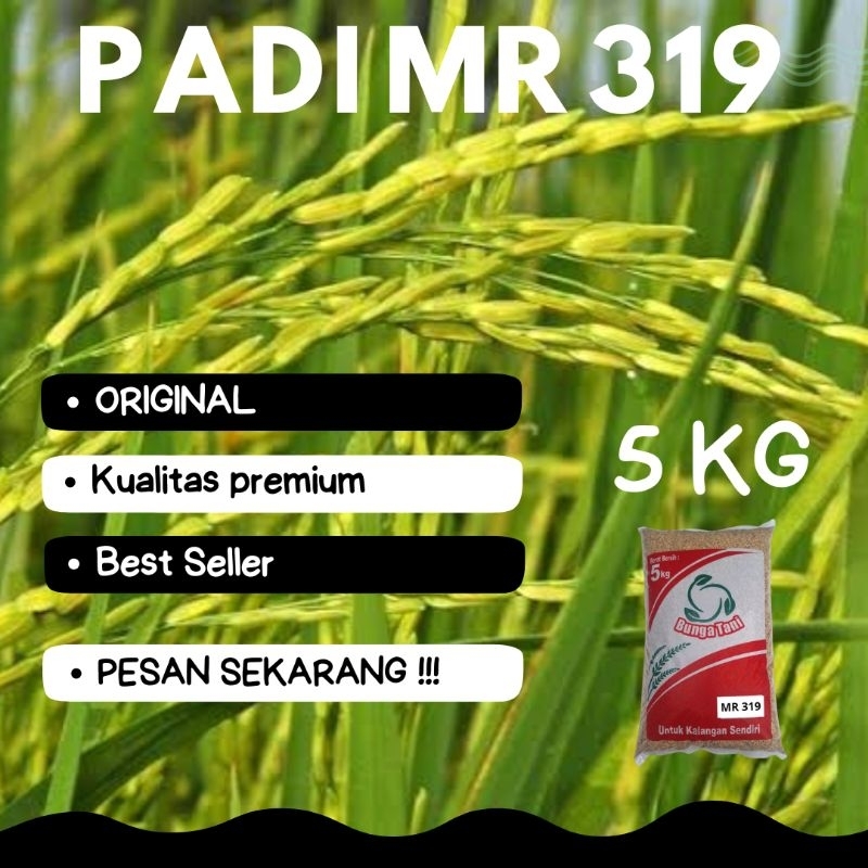 Jual BENIH PADI PREMIUM MR 319 Kemasan 5KG | Shopee Indonesia