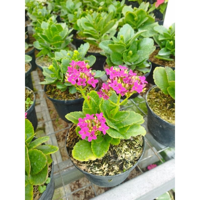 Jual tanaman hias bunga cocor bebek pink | Shopee Indonesia