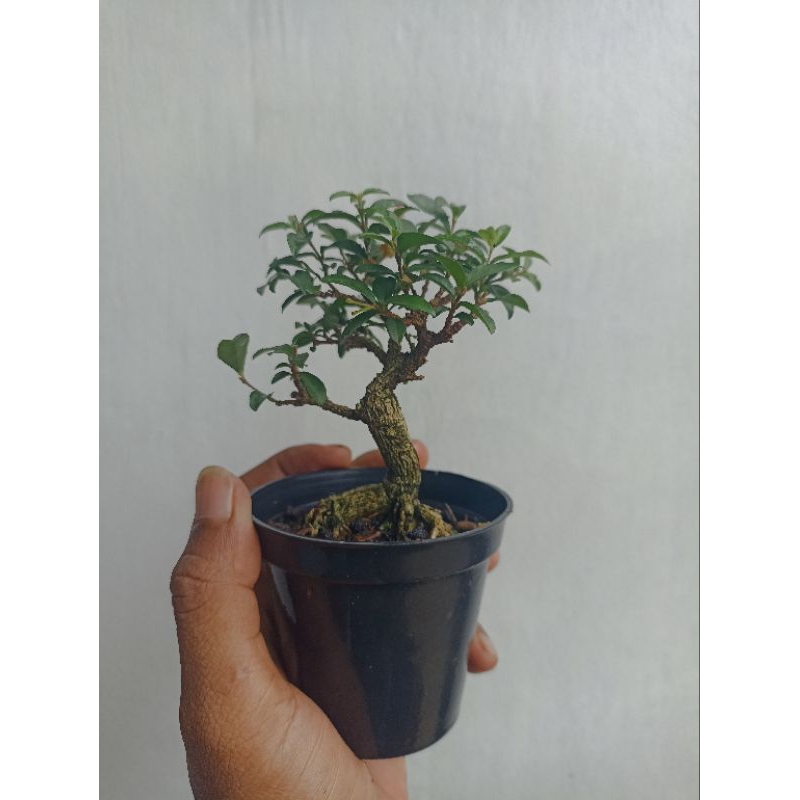 Jual Bonsai sakura micro | Shopee Indonesia