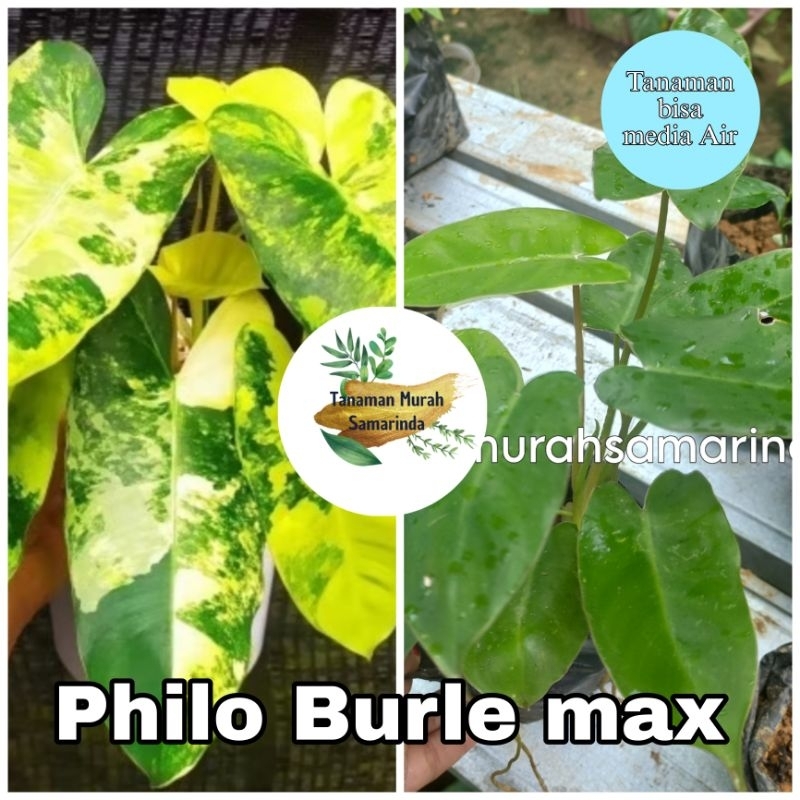 Jual TMS~ Philodendron Burle max varigata philo brekele varigata philo ...