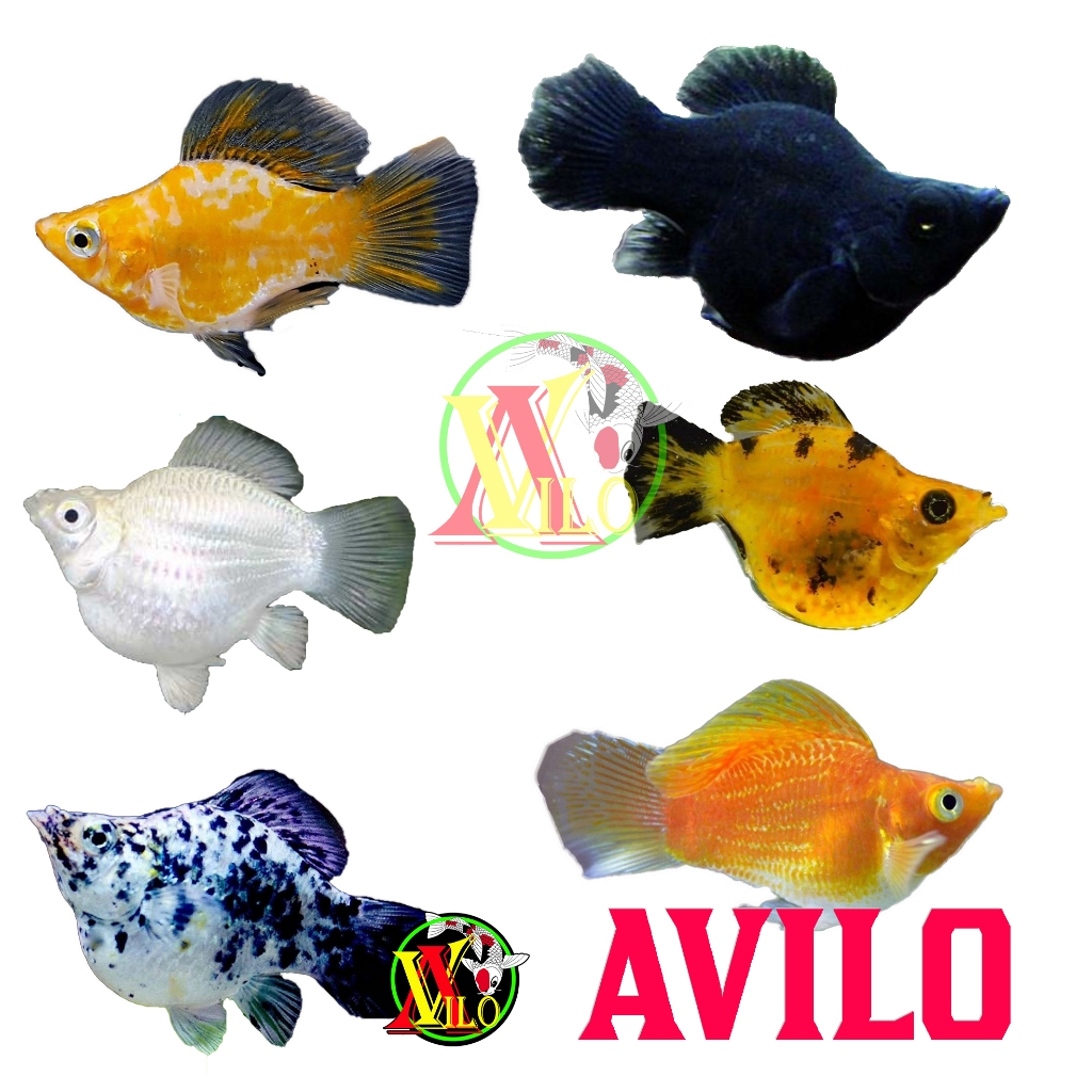 Jual paket 10 ekor ikan hias molly moli balon kecil jenis dan warna ...