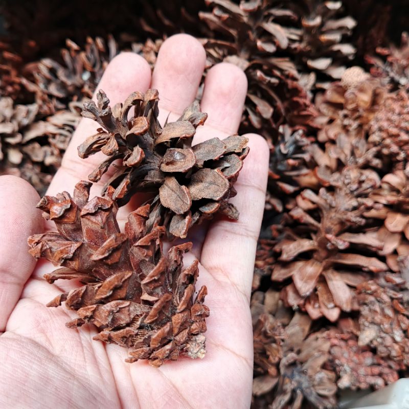 Jual Biji pinus - buah pinus kering - Pinus bahan dekor - bahan ...