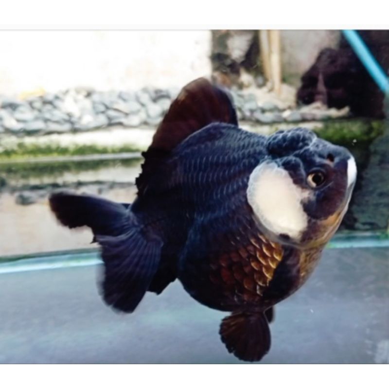 Jual Ikan mas koki OST Panda Bulky | Shopee Indonesia