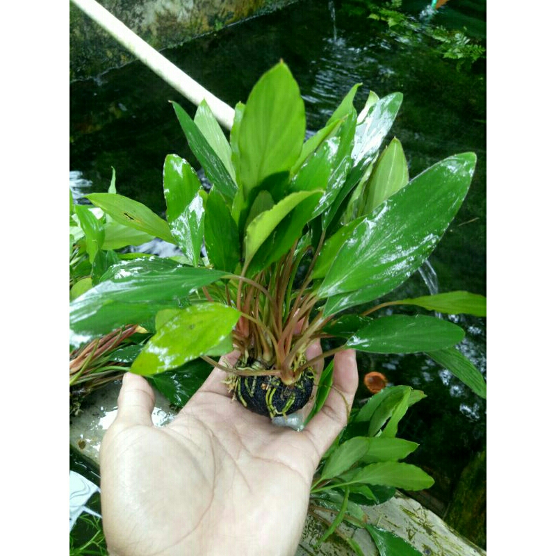 Jual tanaman anubias sp media wabikusa lengkap dengan bermacam.jenis ...
