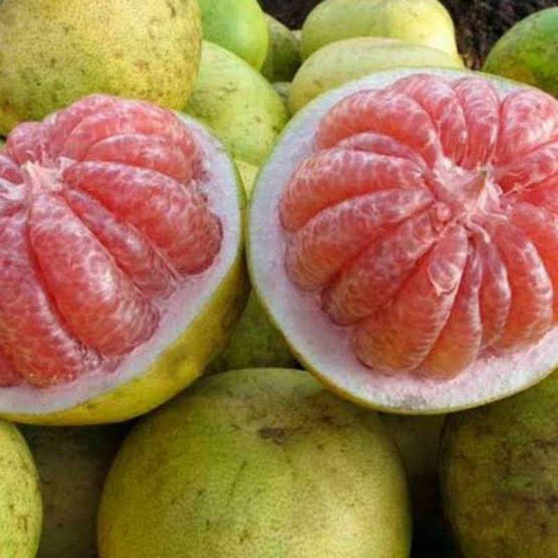 Jual JERUK BALI PAMELO PER PCS | Shopee Indonesia