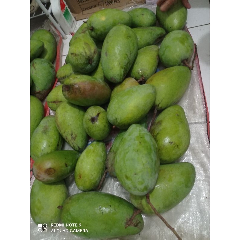 Jual mangga kiojay viral | Shopee Indonesia