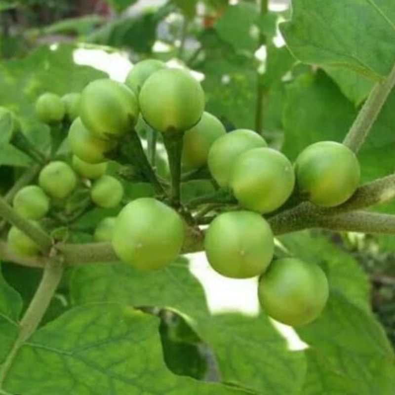Jual Buah cepokak segar fresh paket 1 kg | Shopee Indonesia