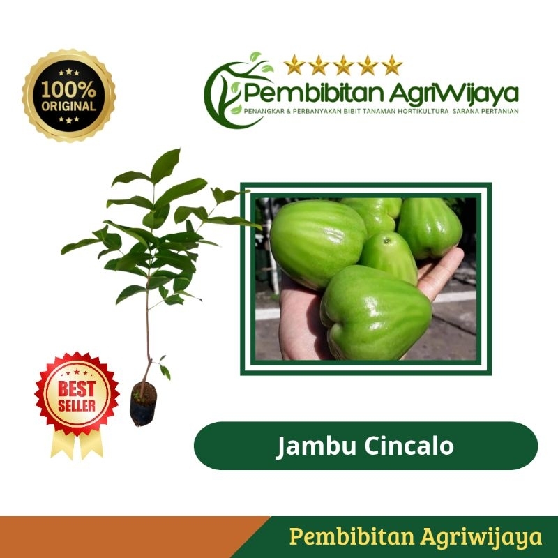 Jual Bibit Jambu Air Varietas Cincalo Super Unggul Hasil Okulasi Cepat ...
