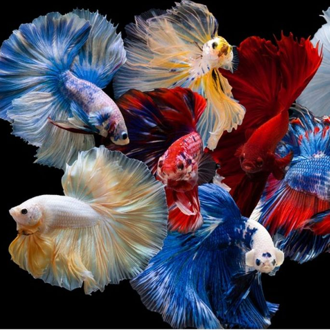 Jual BELI 3 BONUS 1 - IKAN CUPANG HM HALFMOON / CT SISIR CROWNTAIL ...