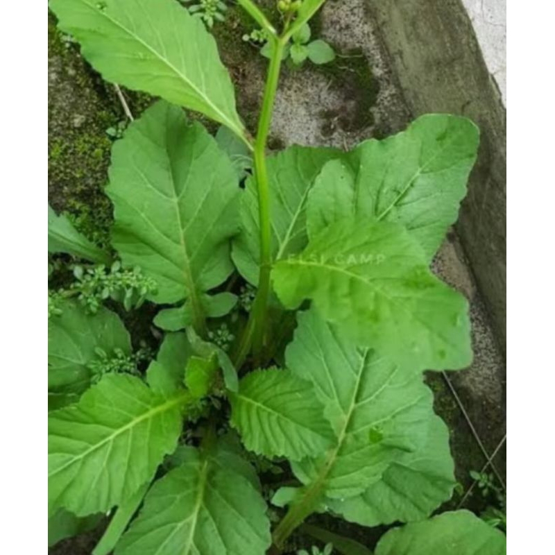 Jual daun sawi tanah atau sawi langit segar 100 gram | Shopee Indonesia