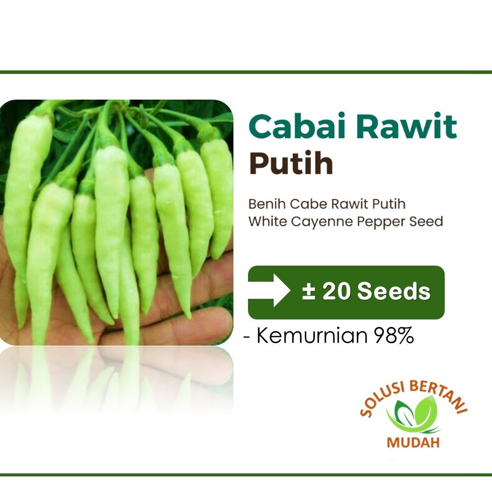 Jual Bibit Benih Cabe Rawit Putih Merunduk Unggul | Shopee Indonesia
