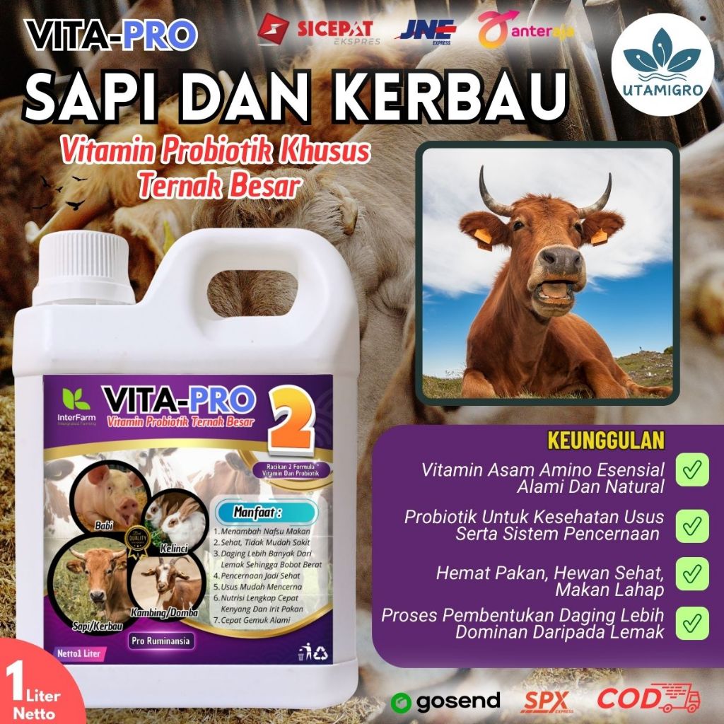Jual Obat penggemuk sapi/ Vitamin penggemuk sapi paling cepat/ jamu ...