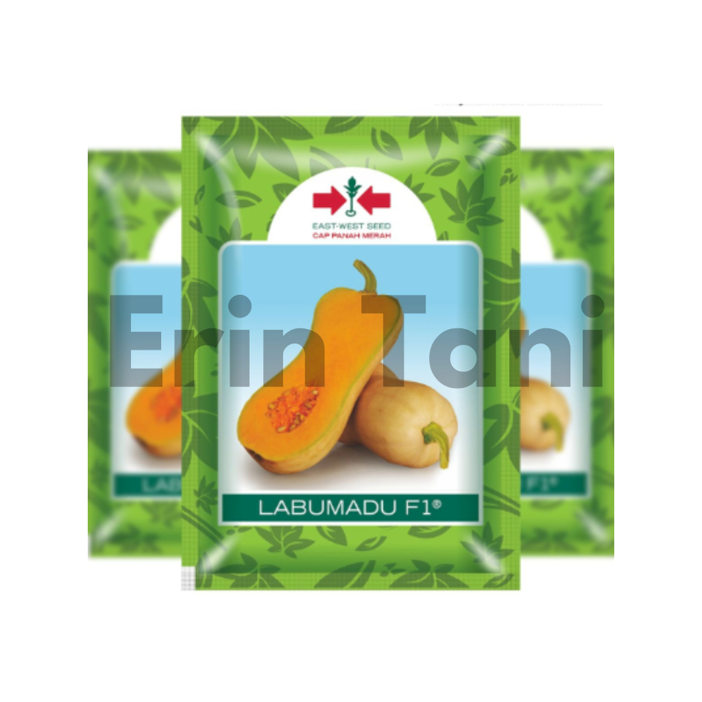 Jual Benih Labu Madu F1 isi 10 Butir Butternut Squash Cap Panah Merah ...
