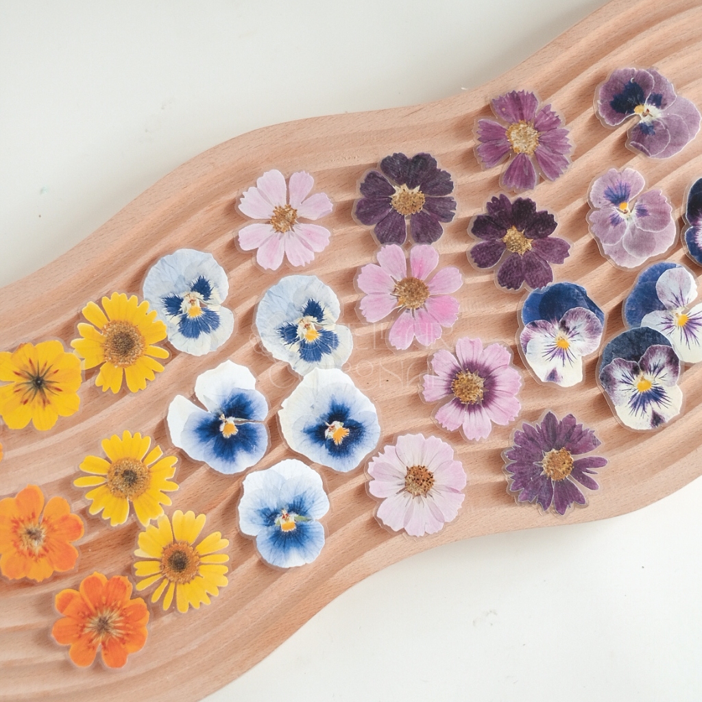 Jual Stellar Coronae - Stiker Bunga | Pressed Flowers Stickers | Deco ...