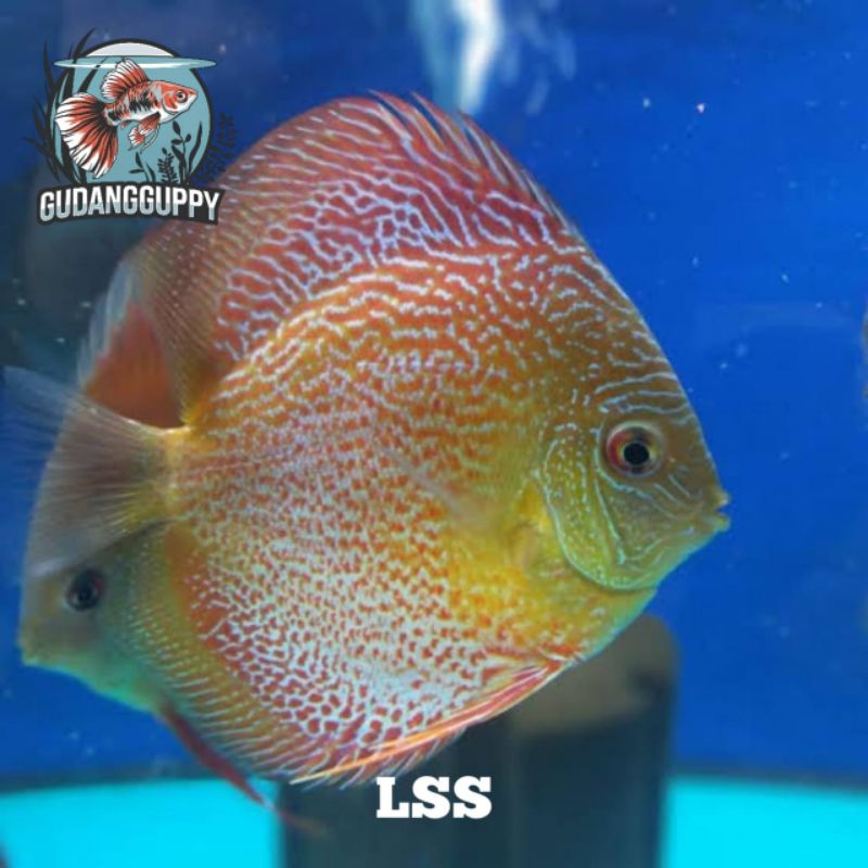 Jual Hiasan Aquarium Discus Lss (Leopard Snack Skin) | Shopee Indonesia