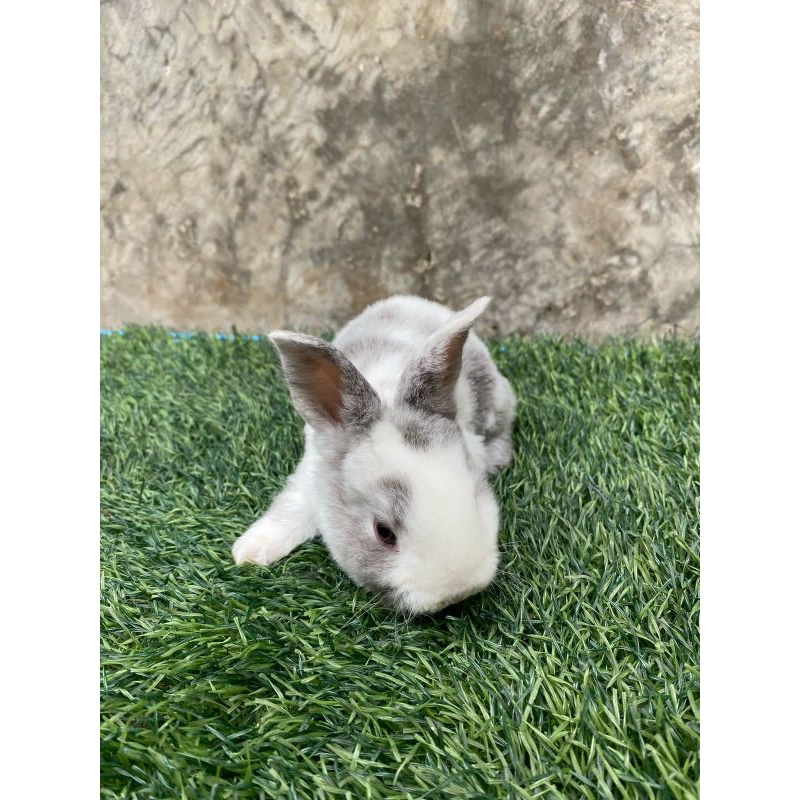 Jual KELINCI REX | Shopee Indonesia