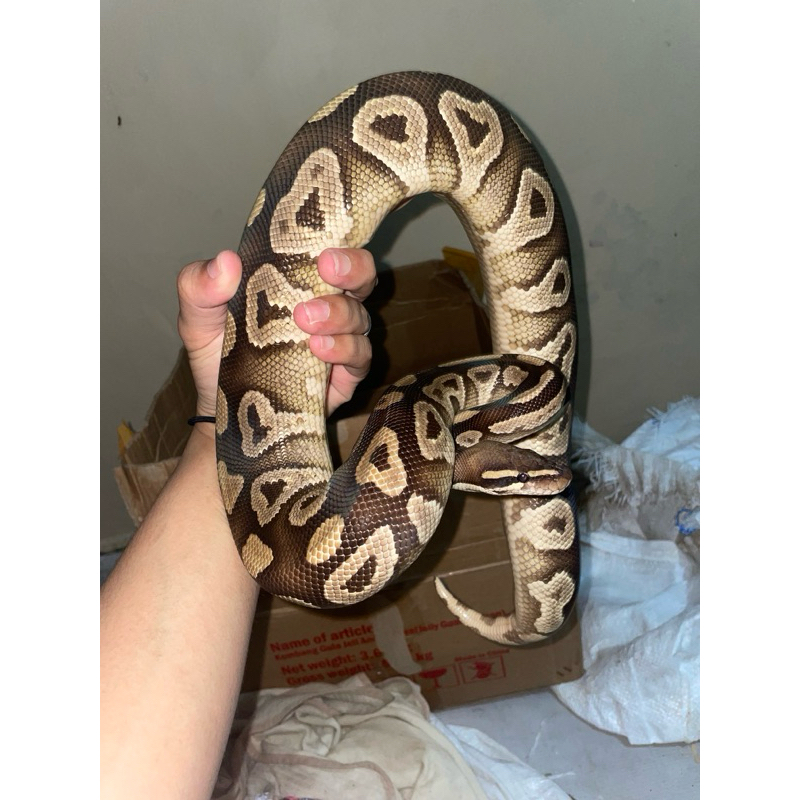 Jual ball python mojave | Shopee Indonesia