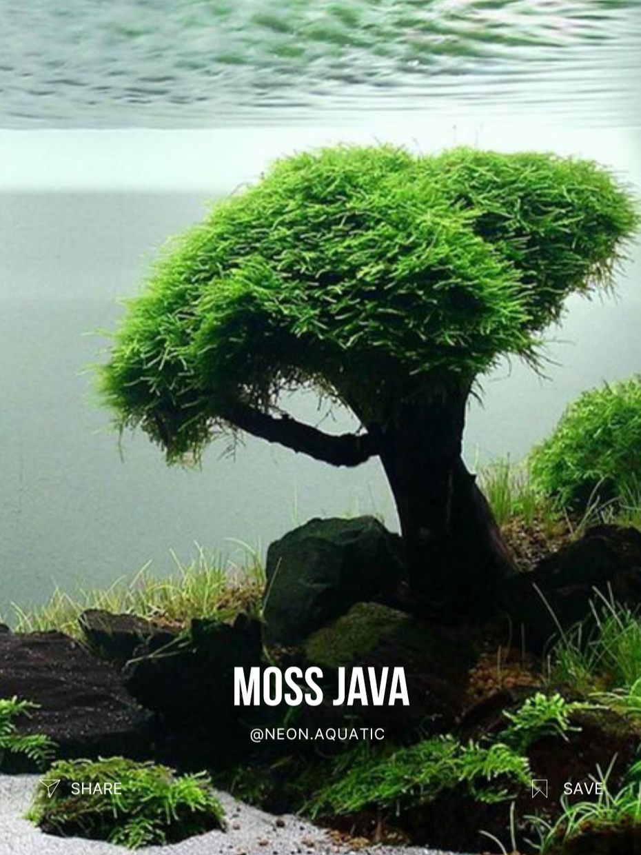 Jual Java Moss - Full Air - Tanaman Aquascape - Tanaman Aquarium - Neon ...