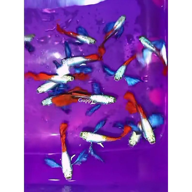 Jual Stiker Gambar Guppy PRTDE (PAKET 3 PASANG) | Shopee Indonesia