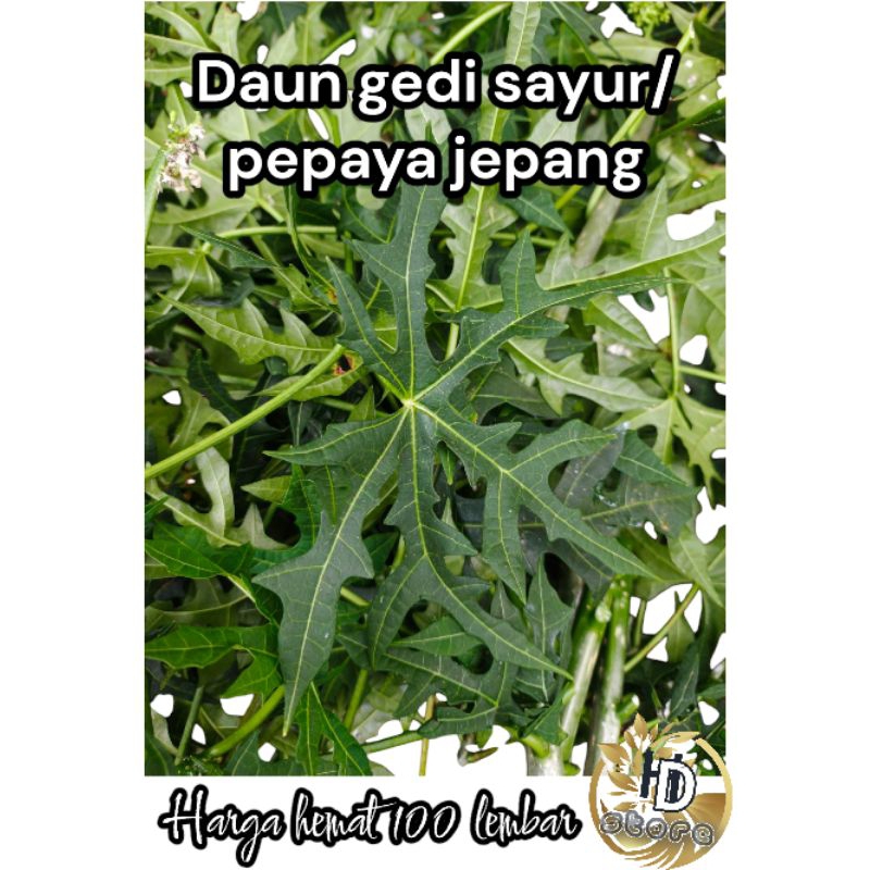 Jual daun gedi sayur/daun pepaya jepang 100 lembar | Shopee Indonesia