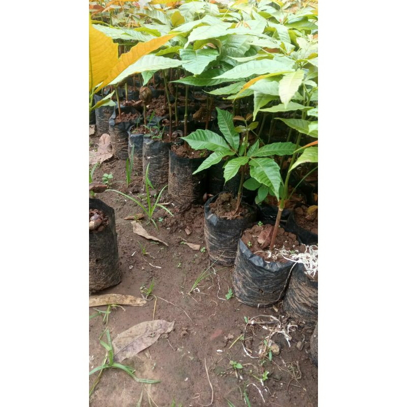 Jual bibit buah matoa | Shopee Indonesia