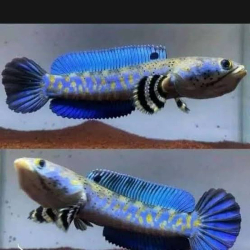 Jual Box packing Blue Pulcra Grade A | Shopee Indonesia