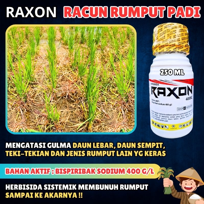 Jual 𝗥𝗔𝗫𝗢𝗡 - 𝗥𝗔𝗖𝗨𝗡 𝗥𝗨𝗠𝗣𝗨𝗧 𝗣𝗔𝗗𝗜 - Herbisida Sistemik Padi Raxon | Shopee ...