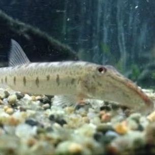 Jual Horseface Loach Ikan Muka Kuda | Shopee Indonesia