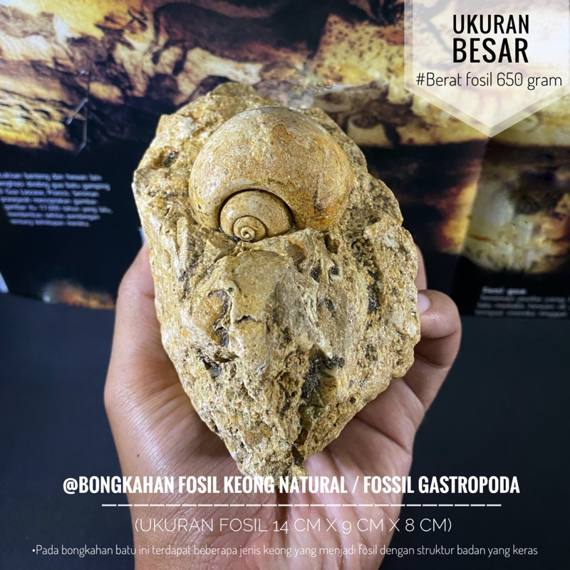 Jual Bongkahan Fosil Keong Purba Natural B75 atau Fossil Gastropoda ...