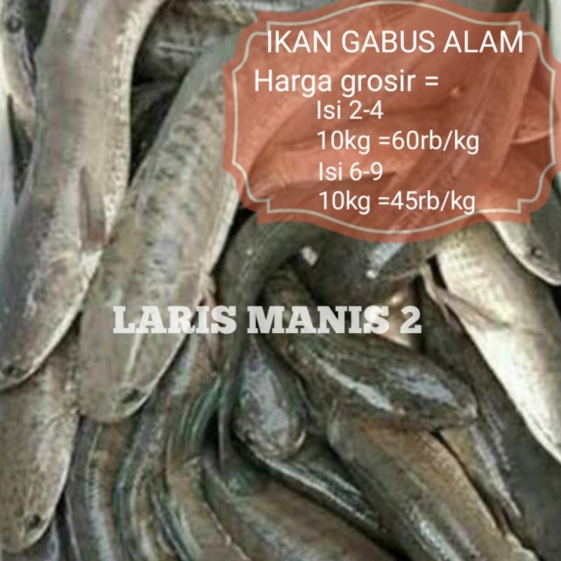 Jual Ikan gabus sawah - ikan gabus alam 1000gram | Shopee Indonesia