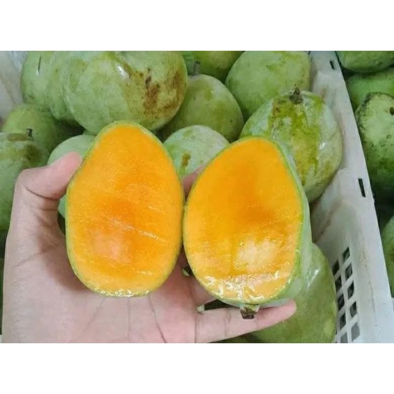Jual buah mangga matang/mateng buat yang suka 1 kg | Shopee Indonesia