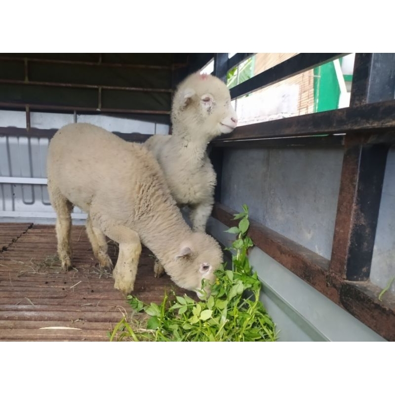 Jual Sepasang Domba Merino | Shopee Indonesia
